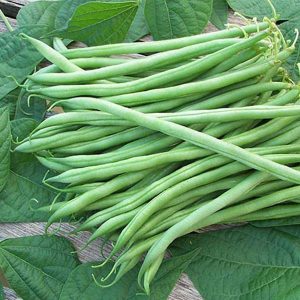 15 Types of Green Beans You Should Try - Mothers Always Right
