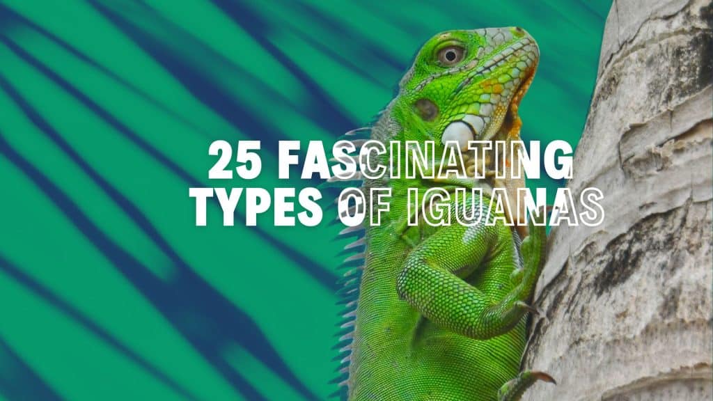 25 Fascinating Types of Iguanas You Should Know - Mothers Always Right