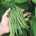 15 Types of Green Beans You Should Try - Mothers Always Right