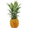 15 Fascinating Pineapple Types from Around the World - Mothers Always Right