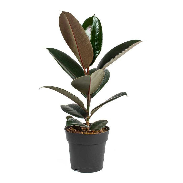 19 Unique Types of Rubber Plants You Should Know - Mothers Always Right