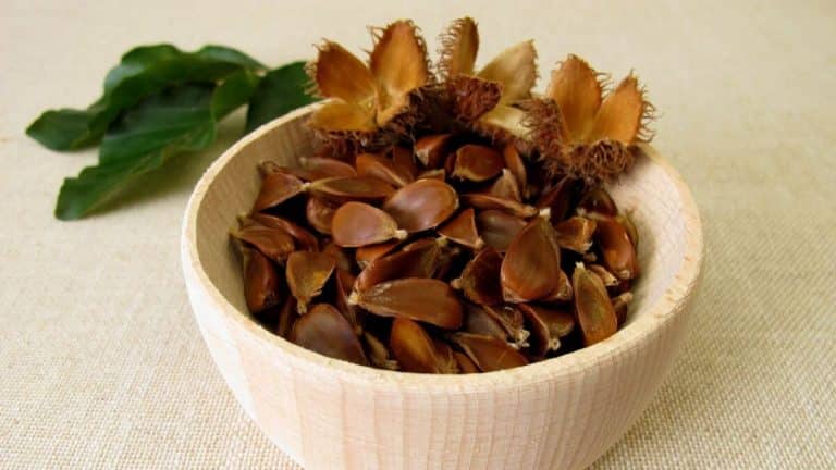 21 Delicious Types of Edible Nuts You Should Try - Mothers Always Right
