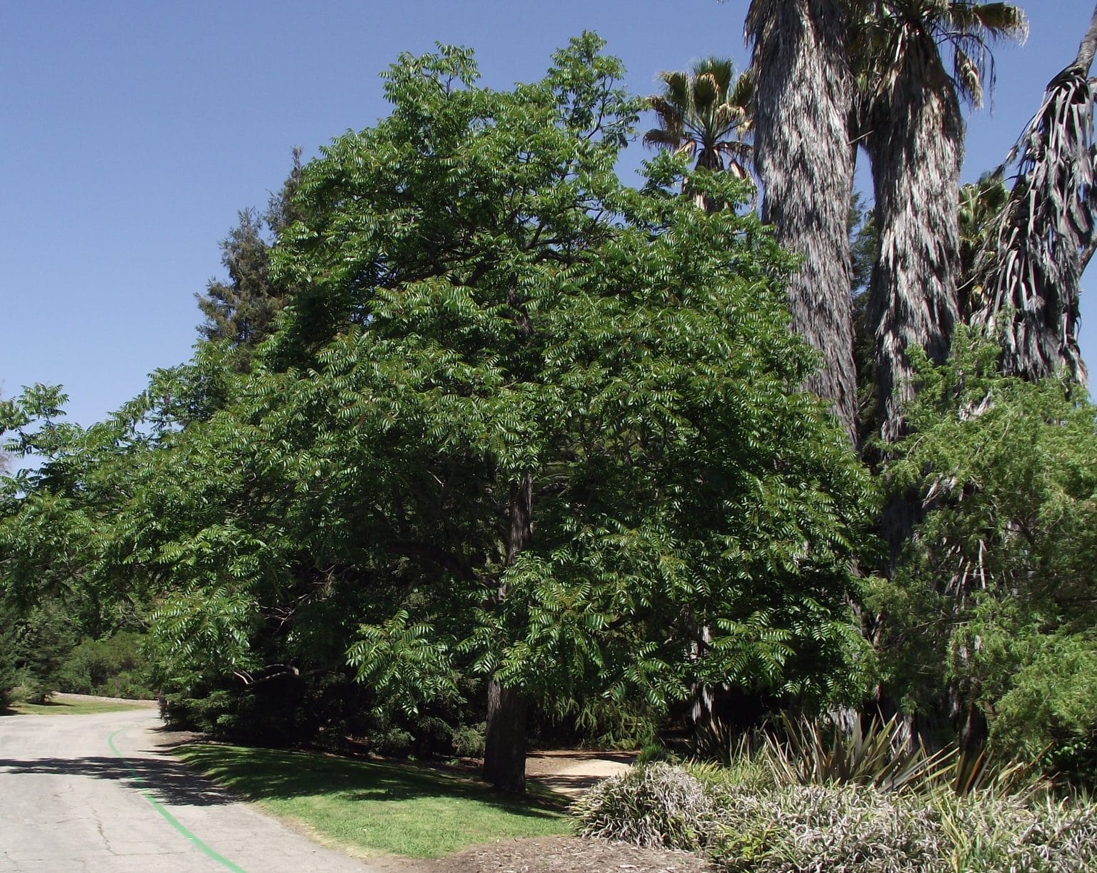 25 Types of Cedar Trees You Should Know - Mothers Always Right