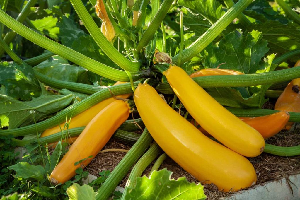 25 Unique Types of Zucchini You Should Try - Mothers Always Right