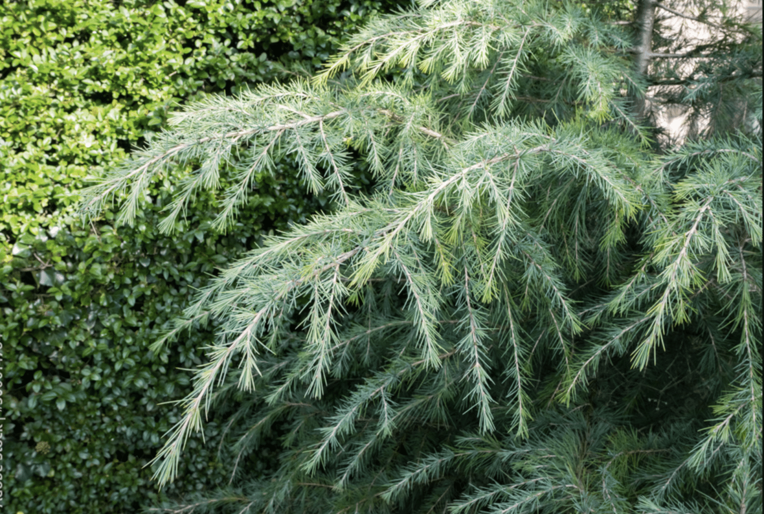25 Types of Cedar Trees You Should Know - Mothers Always Right