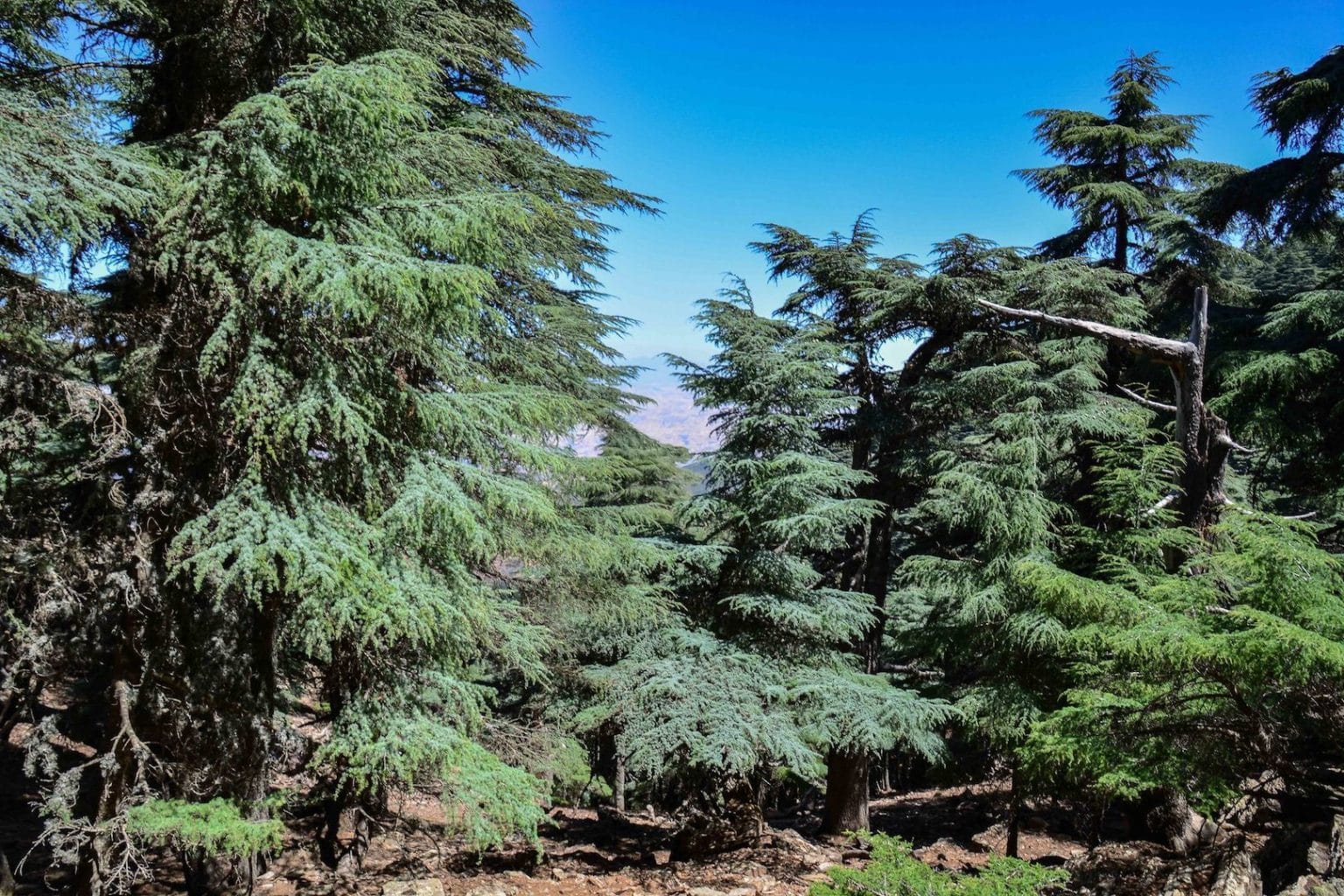 25 Types of Cedar Trees You Should Know - Mothers Always Right
