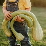 25 Unique Types of Zucchini You Should Try - Mothers Always Right