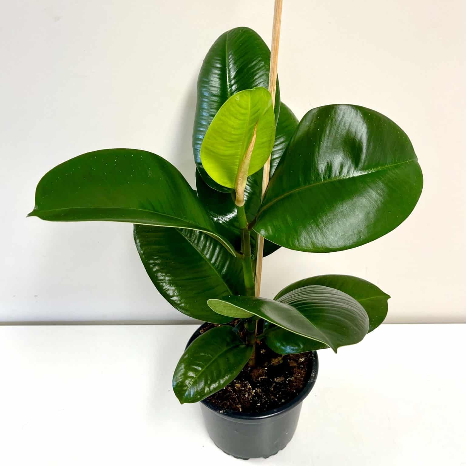 19 Unique Types of Rubber Plants You Should Know - Mothers Always Right