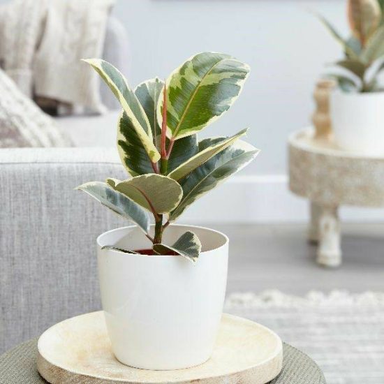 19 Unique Types of Rubber Plants You Should Know - Mothers Always Right