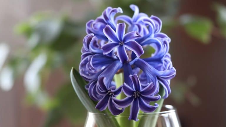 65 Beautiful Flowers That Start with H Around the World - Mothers ...