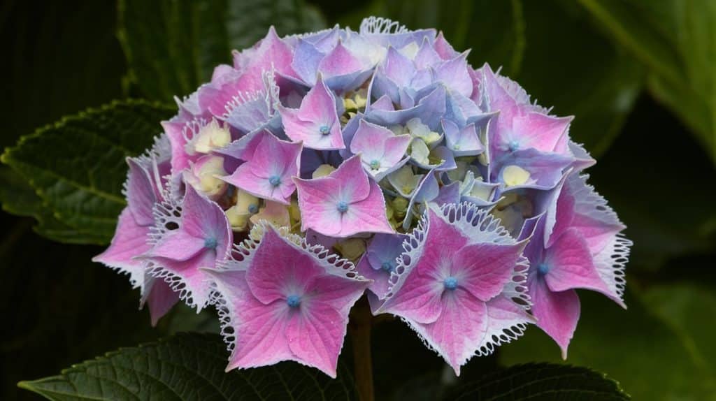 65 Beautiful Flowers That Start with H Around the World - Mothers ...