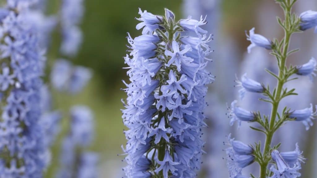 65 Beautiful Flowers That Start with H Around the World - Mothers ...