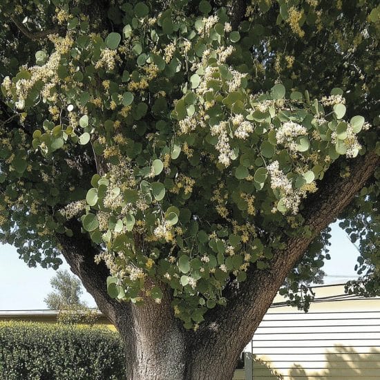 27 Plants That Start with the Letter Q - Mothers Always Right