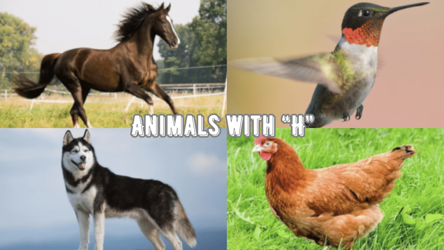 148 Animals Starting with The Letter "H" - Mothers Always Right