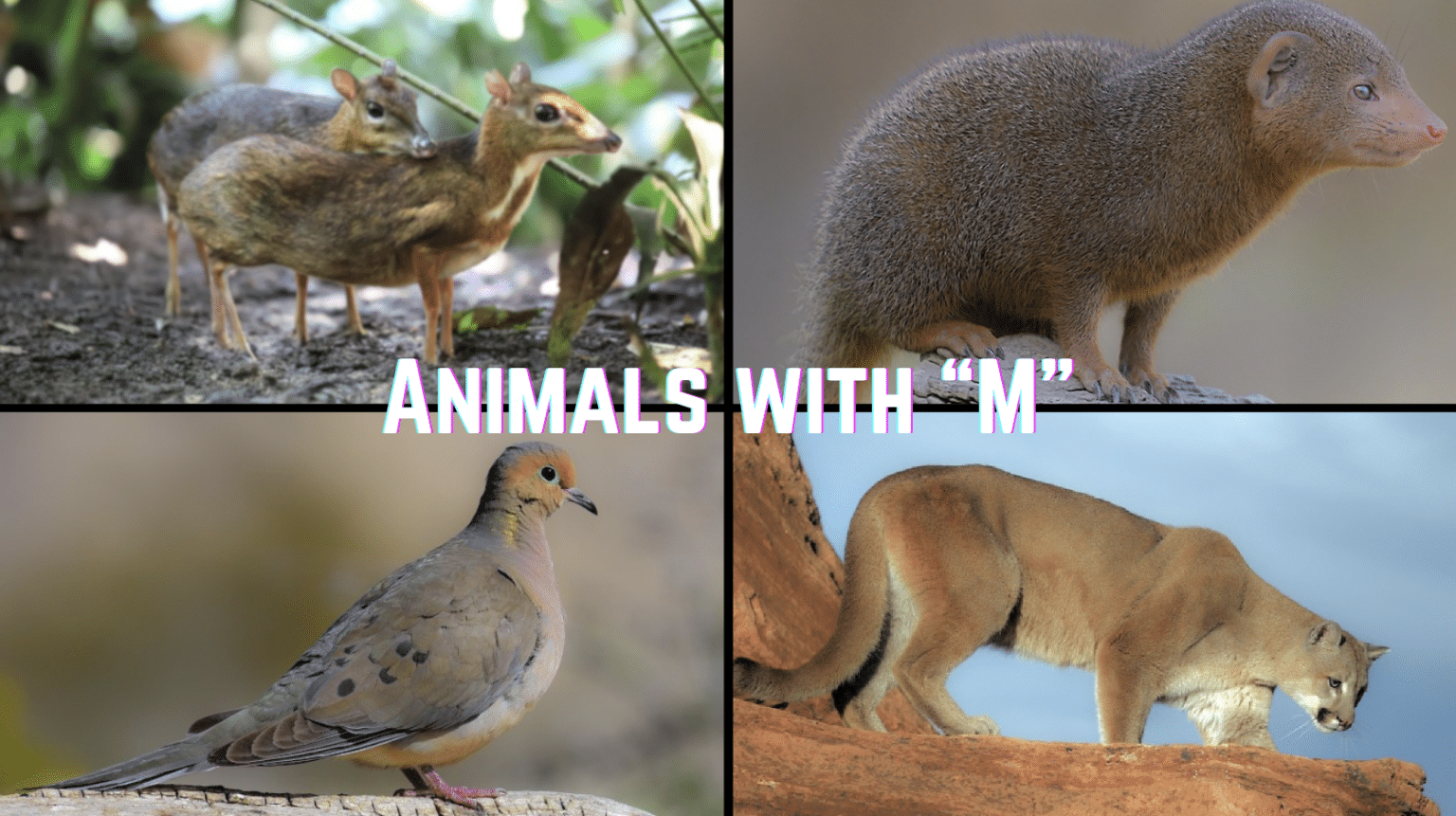 198 Animals that Start with The Letter "M" - Mothers Always Right