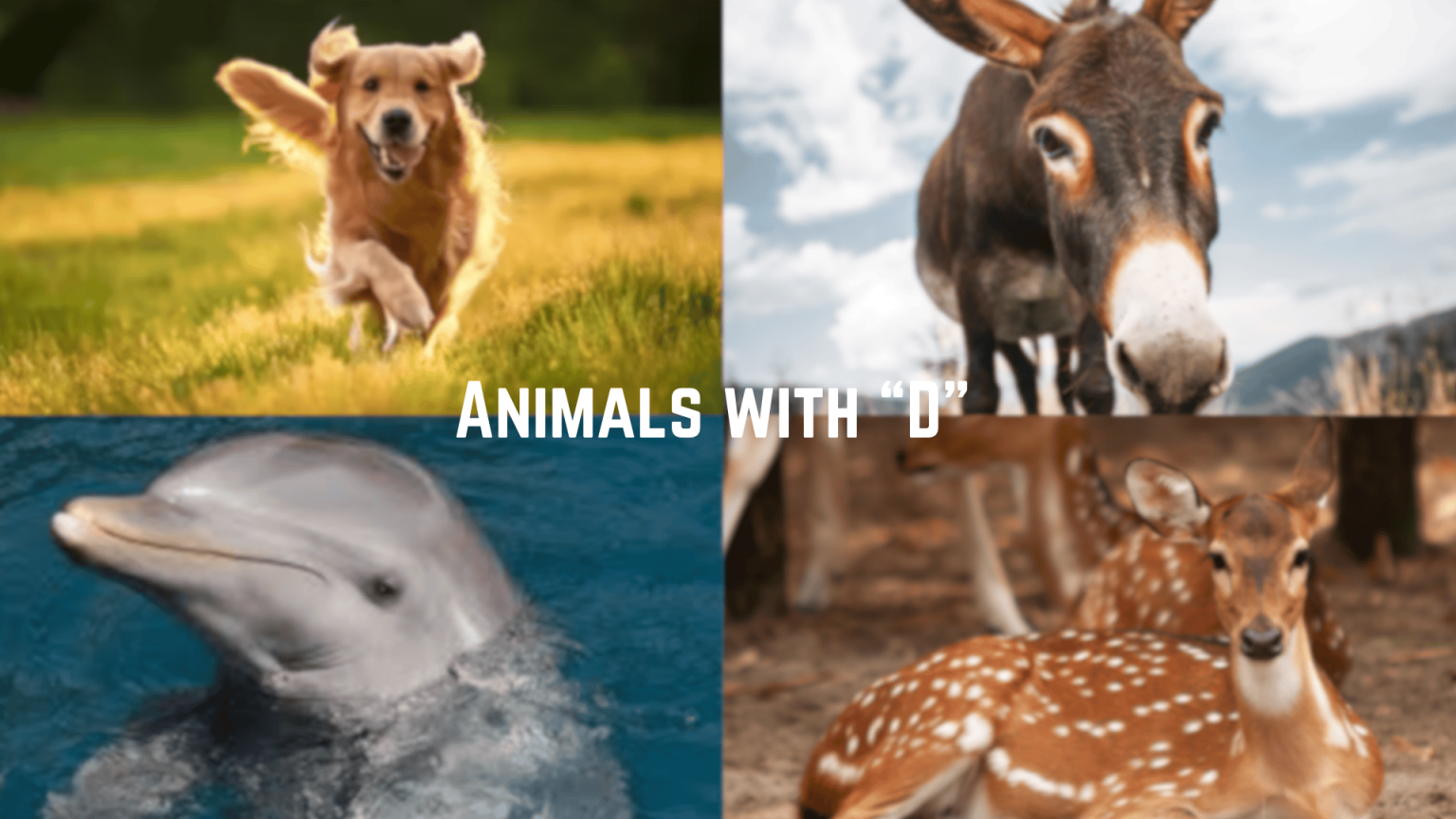 209 Animals That Start With the Letter "D" - Mothers Always Right