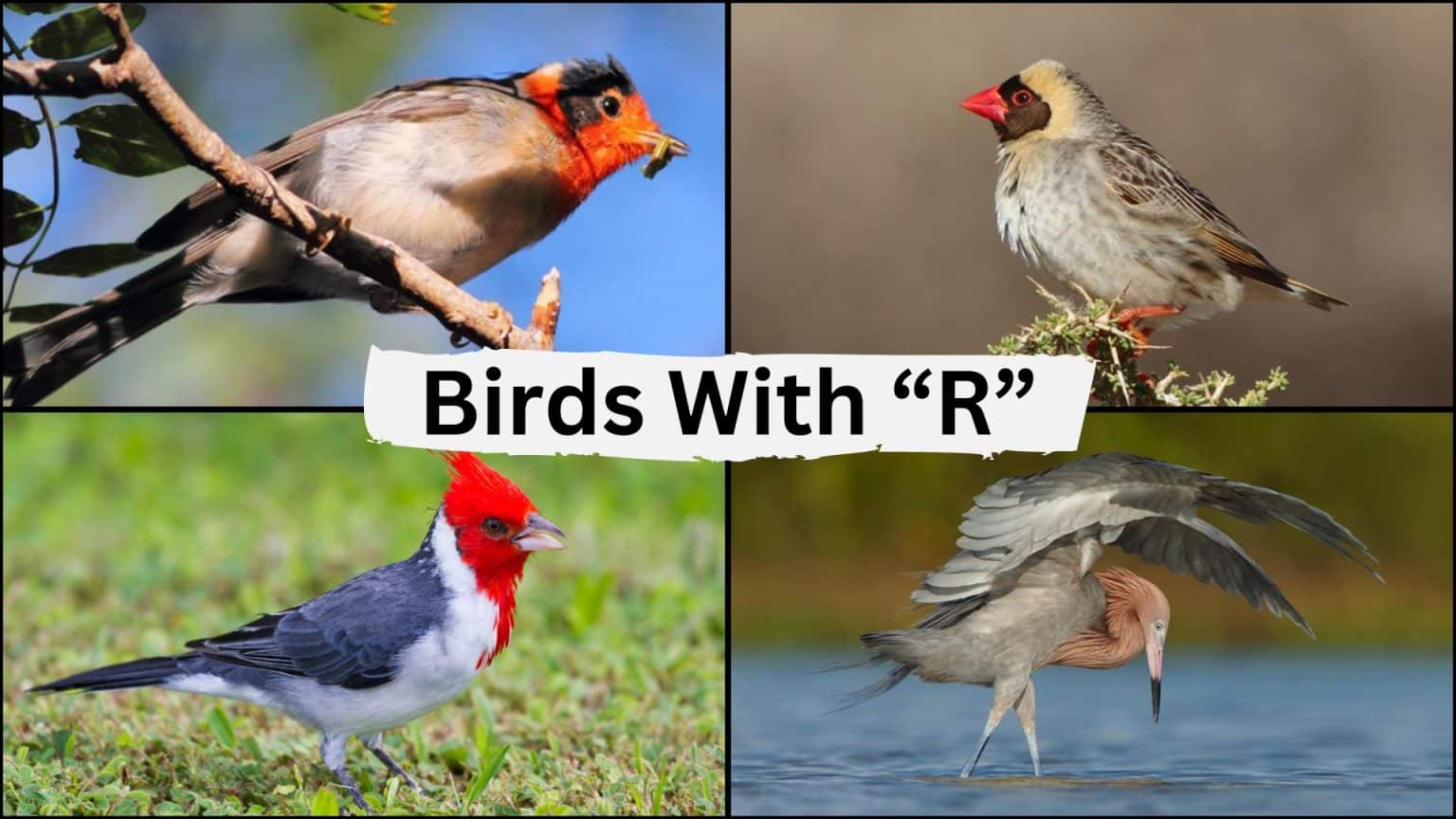 53 Birds Start With The Letter "R" - Mothers Always Right