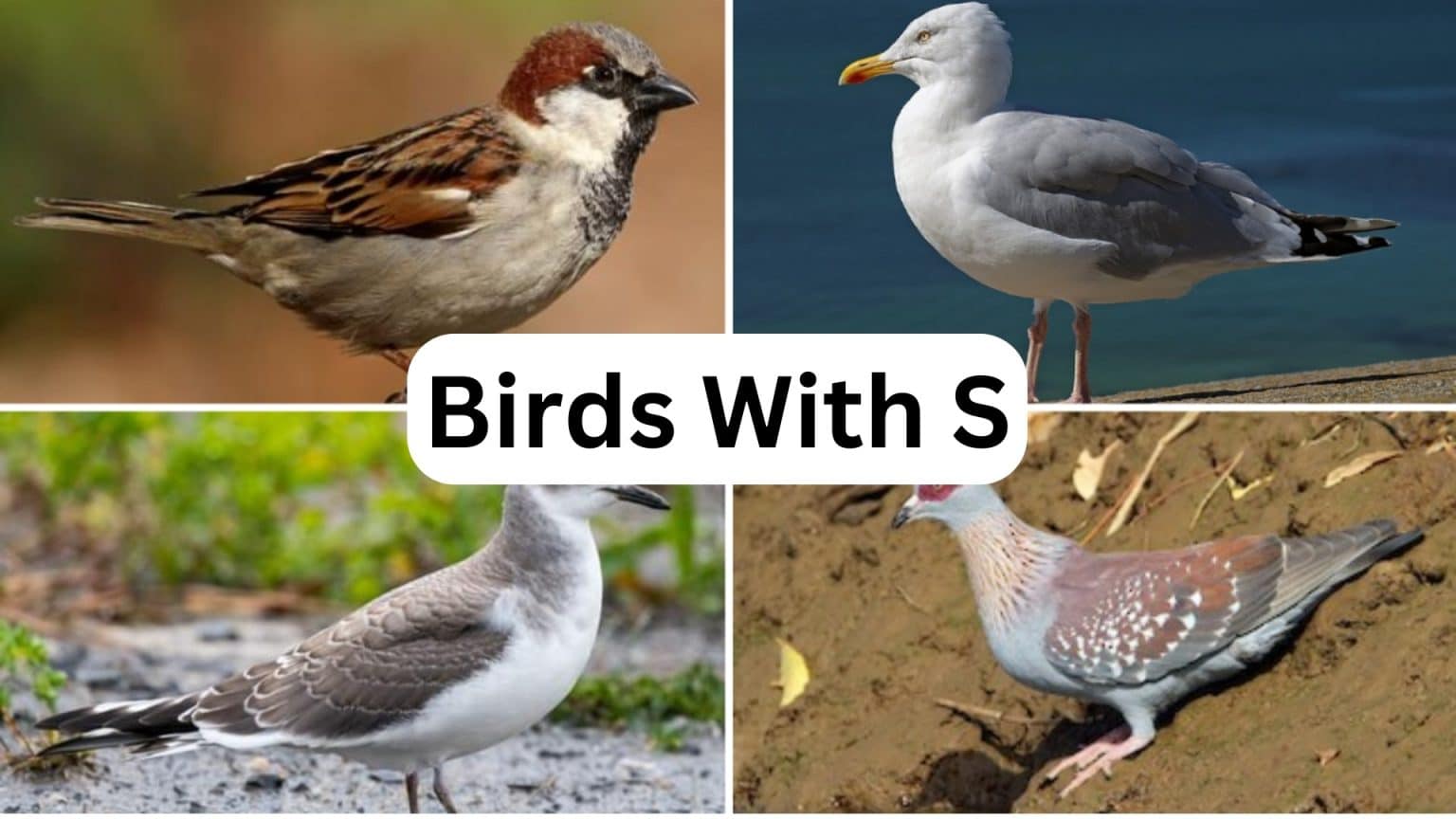 99 Birds That Start With The Letter "S" - Mothers Always Right