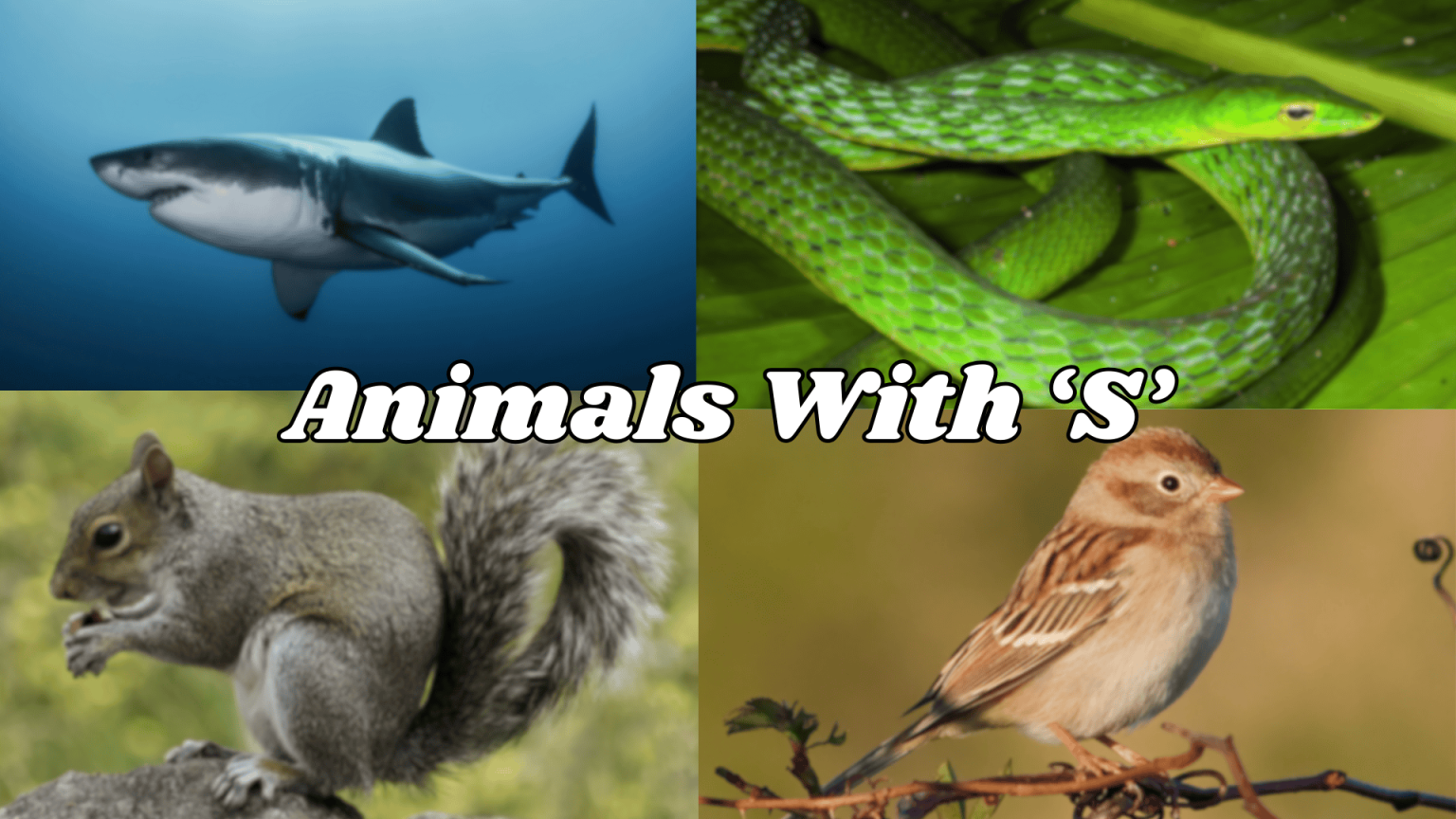 377 Animal Names That Start With The Letter "S" - Mothers Always Right