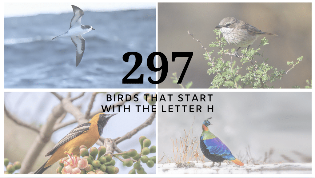 297 Birds That Start With the Letter "H" - Mothers Always Right