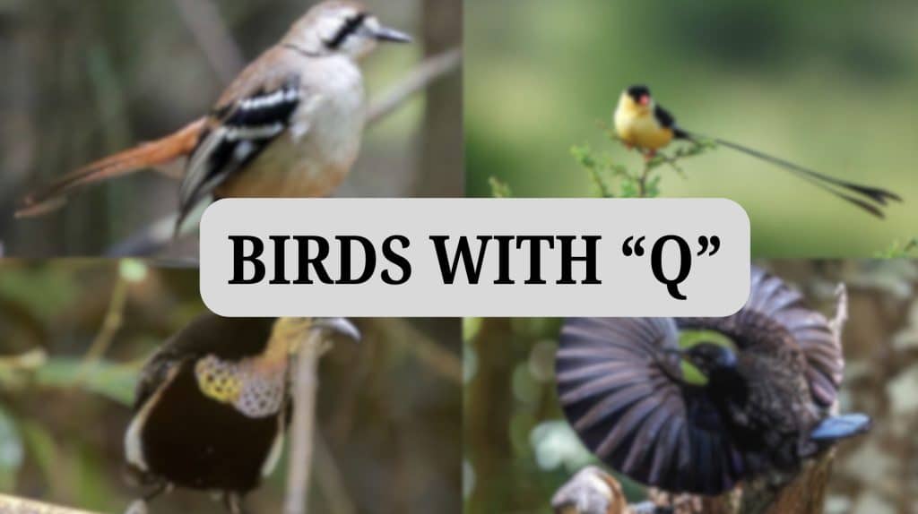 17 Birds that Starts with The Letter "Q" - Mothers Always Right