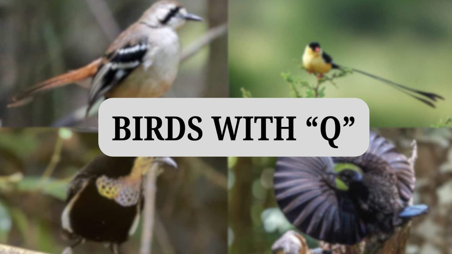 17 Birds that Starts with The Letter "Q" - Mothers Always Right