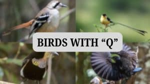 17 Birds that Starts with The Letter "Q" - Mothers Always Right