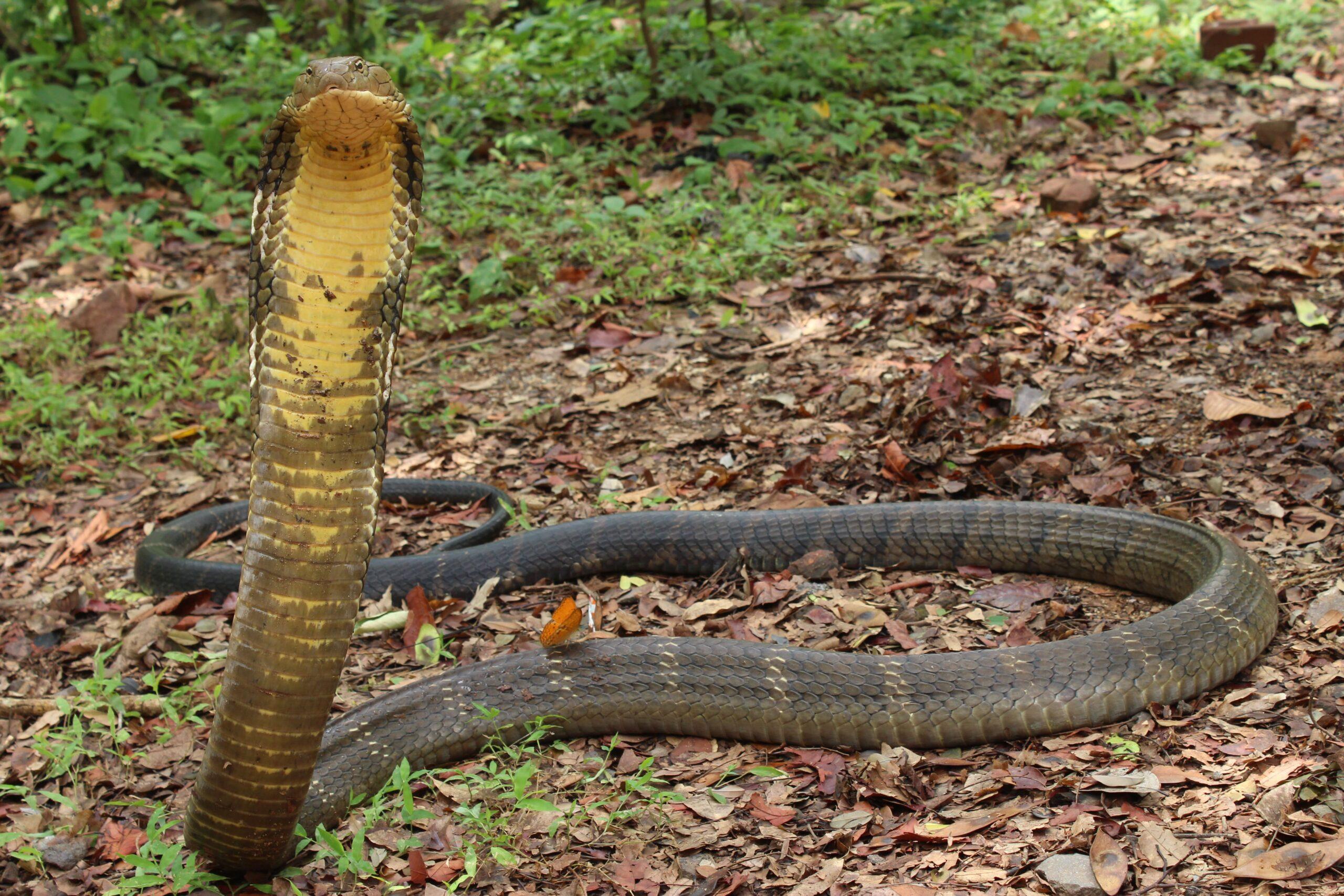 371 Common and Special Animals with the Letter "C" - Mothers Always Right