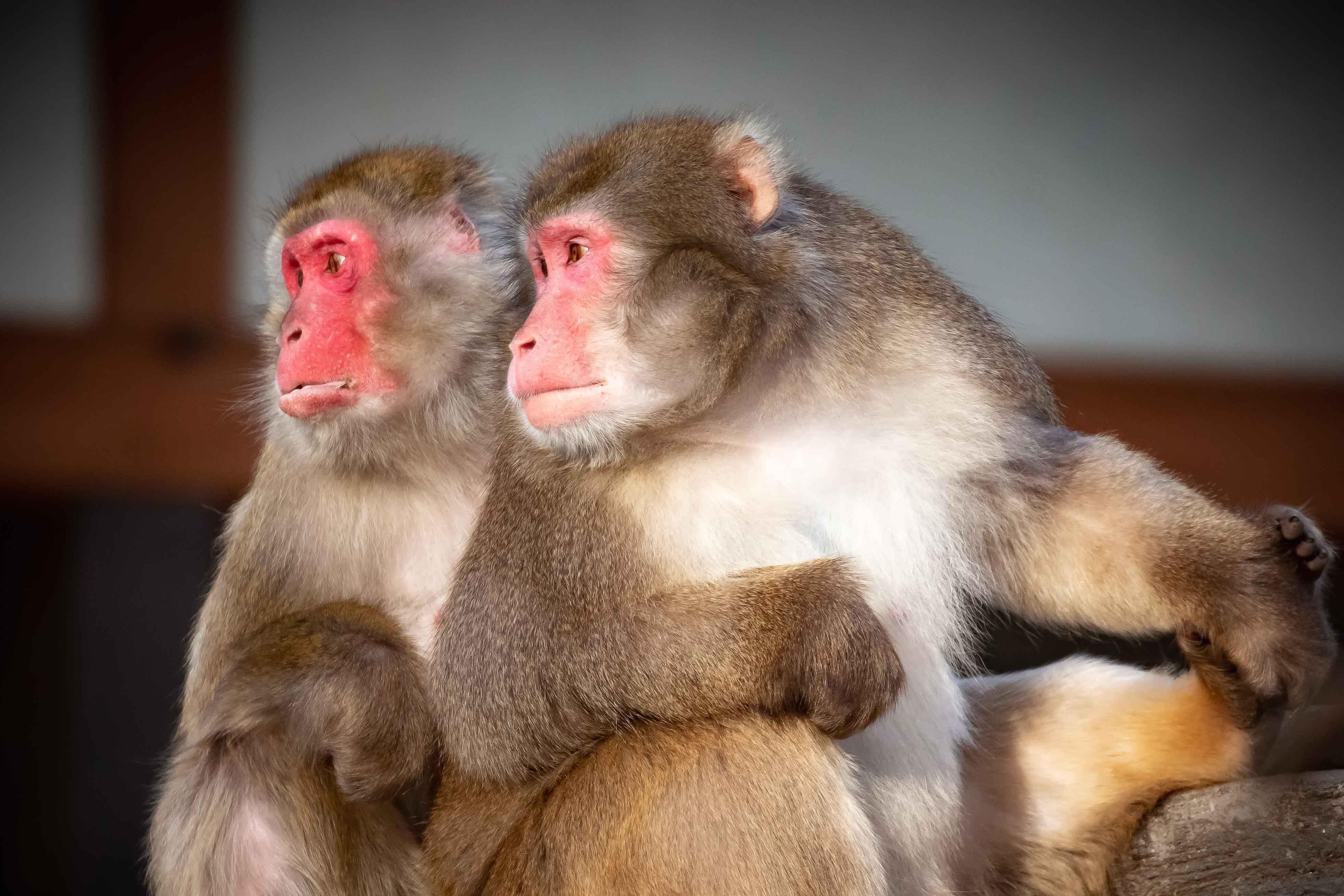 151 Animals That Start with The Letter "J" - Mothers Always Right