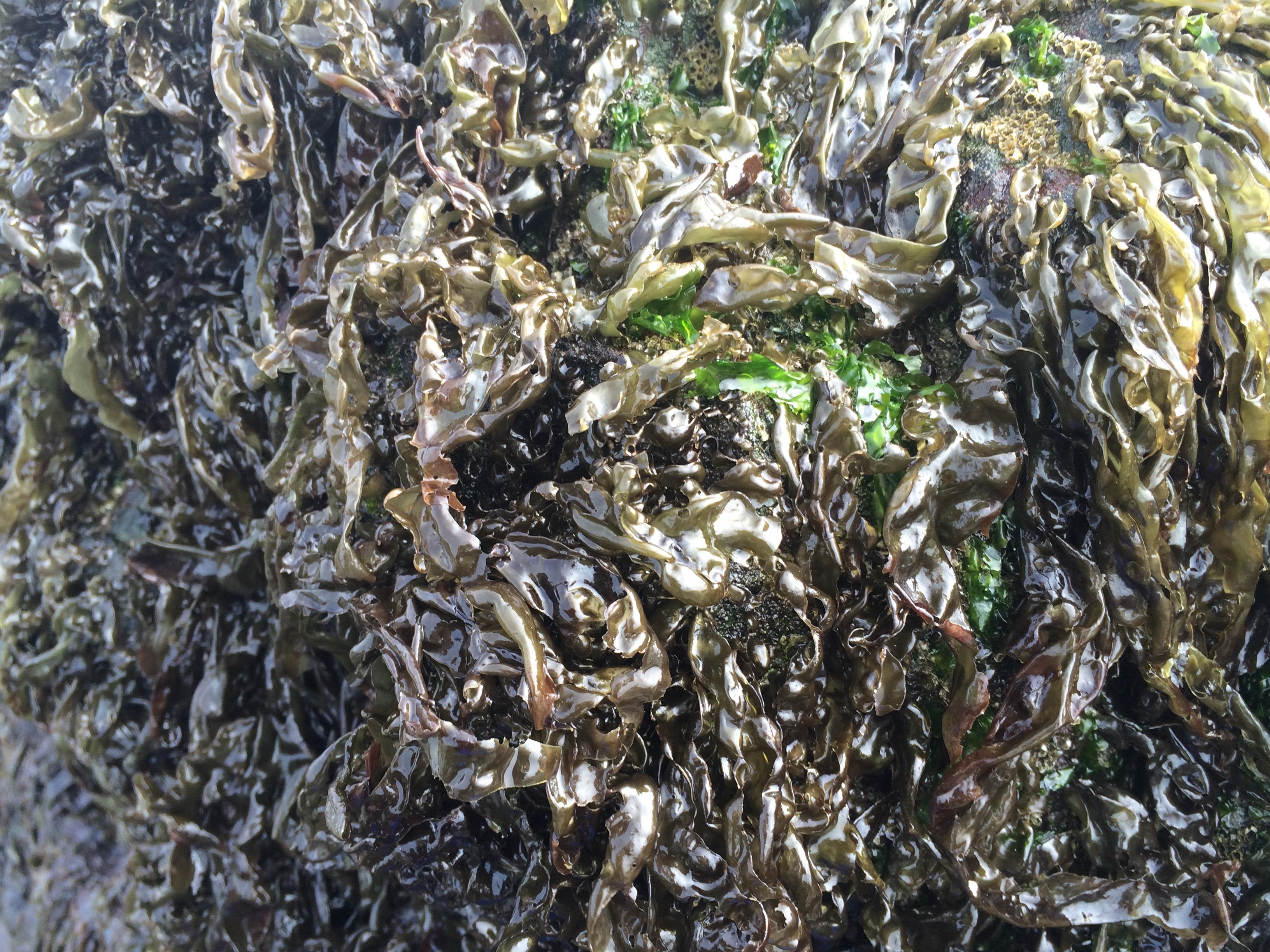 29 Vegetables that Start with Letter "L" - Mothers Always Right
