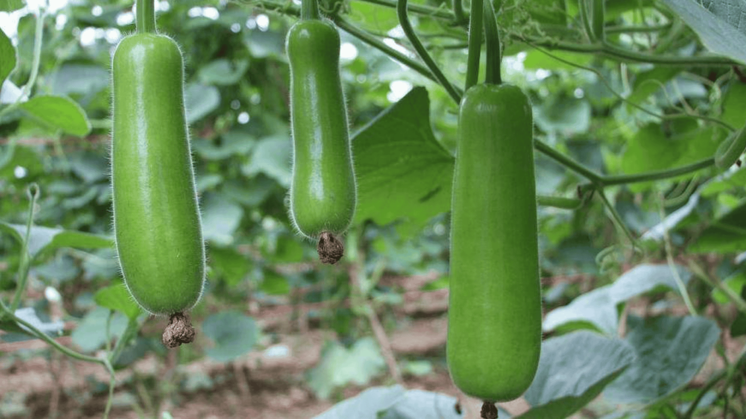 35 Vegetables with the Letter "X": X-Treme Veggies - Mothers Always Right