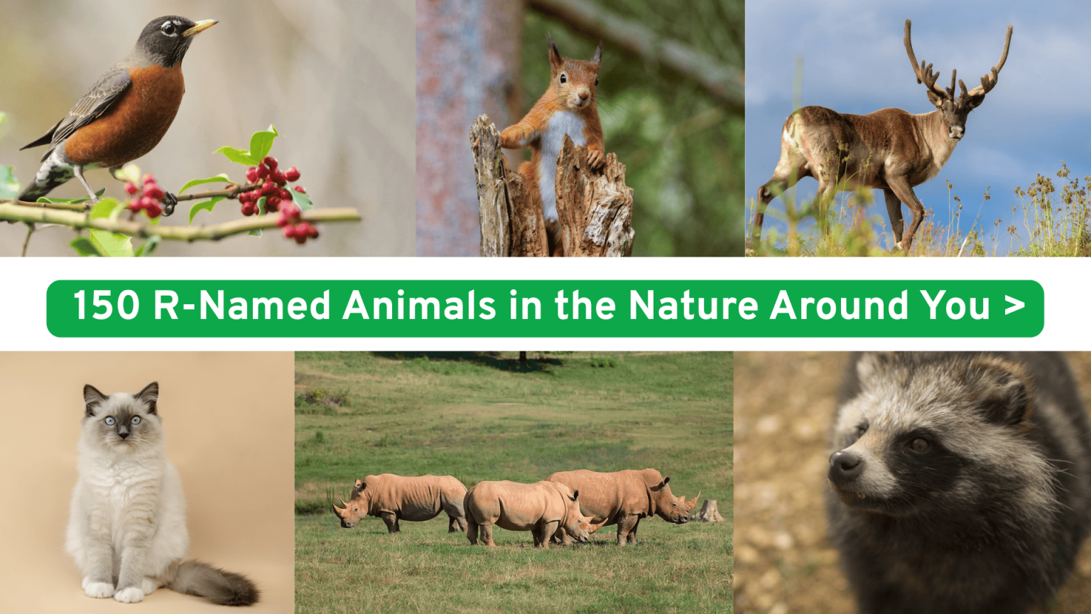 150 Animal that Start with The Letter "R" - Mothers Always Right