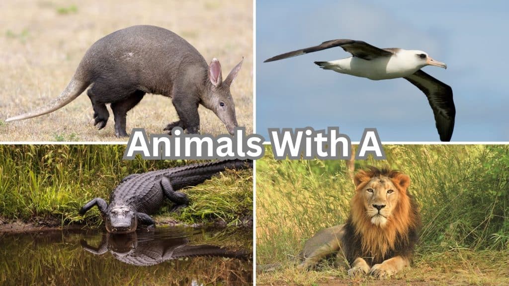 350+ Animals that Start with The Letter "A" - Mothers Always Right