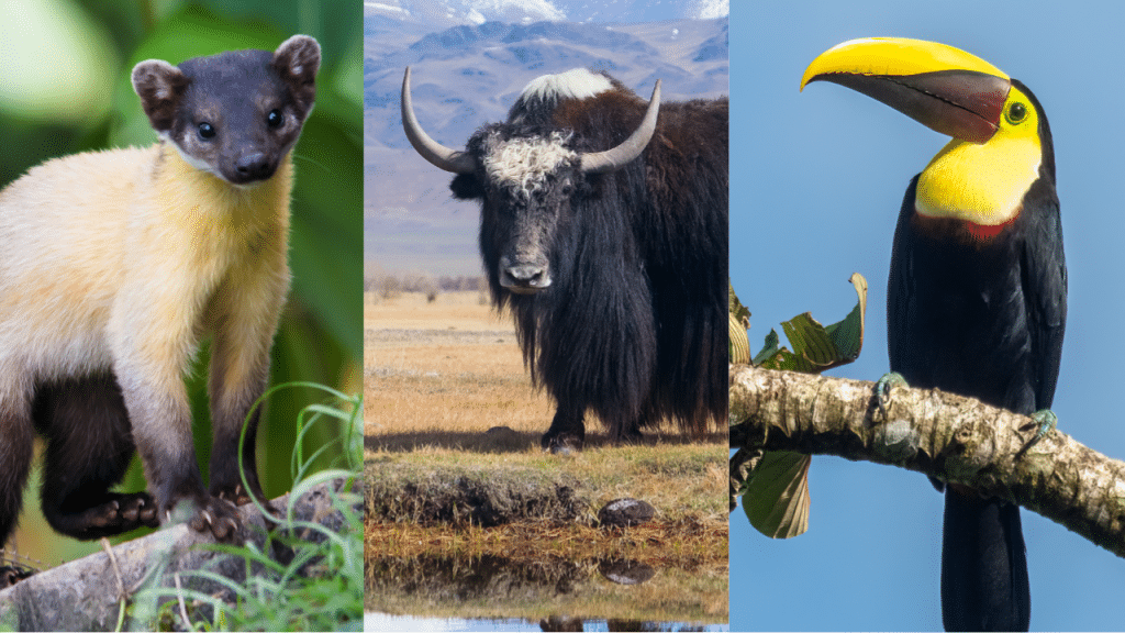 50 Animals that Start with Y: List and Fun Facts - Mothers Always Right