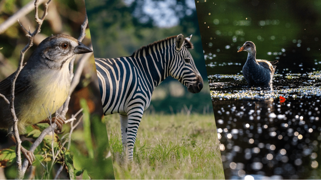 66 Animals That Start With Z: List and Fun Facts - Mothers Always Right