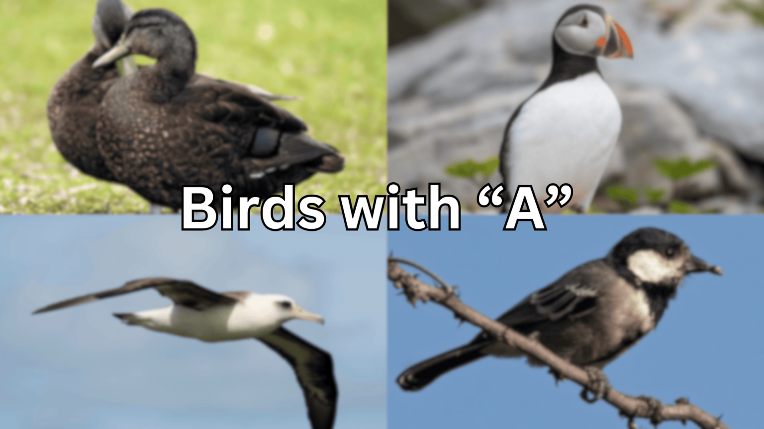 485 Birds That Start with the Letter "A": A to Amazing - Mothers Always ...