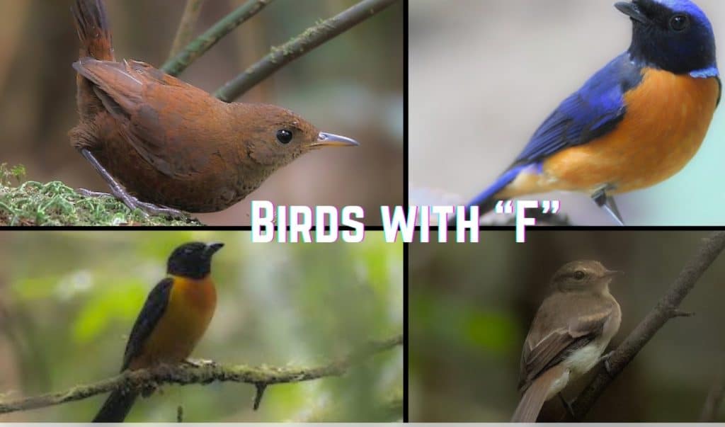 246 Birds that Start with The Letter "F" - Mothers Always Right