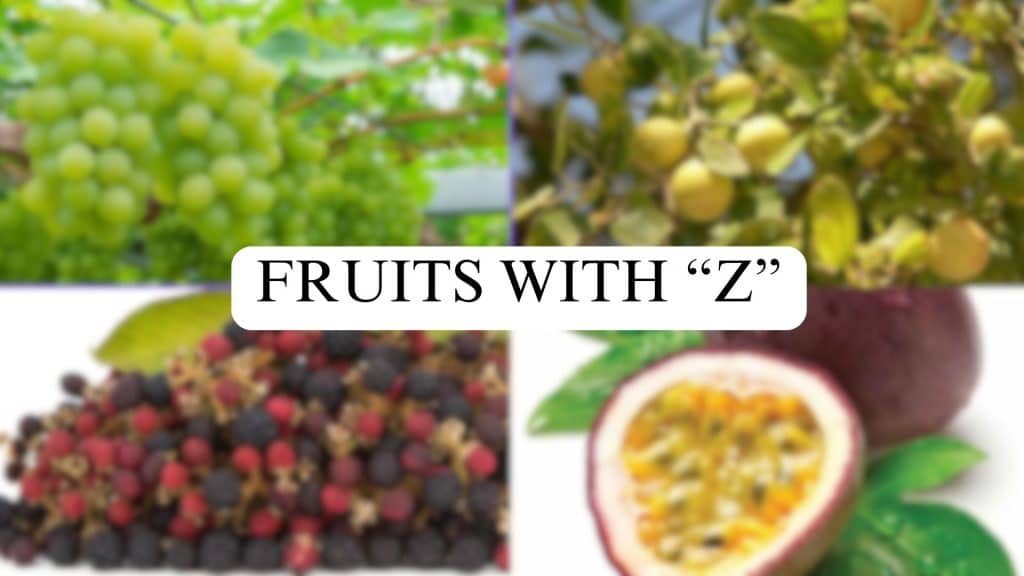 25 Fruits that Starts with The Letter "Z" - Mothers Always Right
