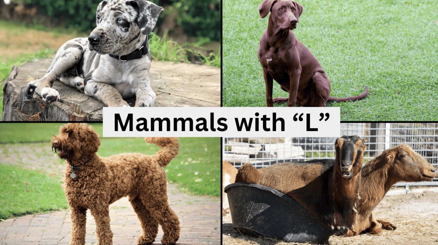 27 Mammals that Start with the Letter "L" - Mothers Always Right