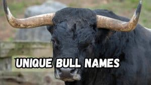 555 Bull Names that Are Bold, Powerful and Unique - Mothers Always Right