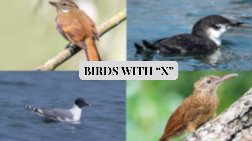 9 Birds that Start with The Letter "X" - Mothers Always Right