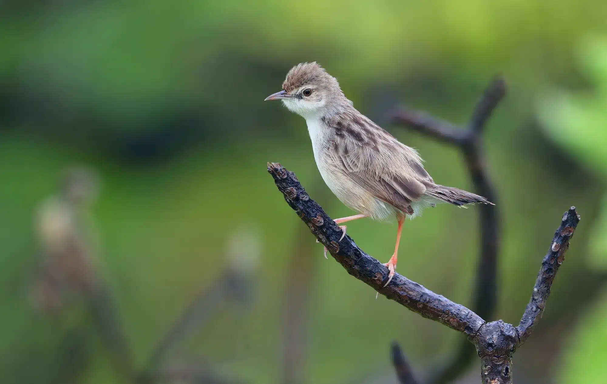 207 Birds that Start with the Letter "M" - Mothers Always Right