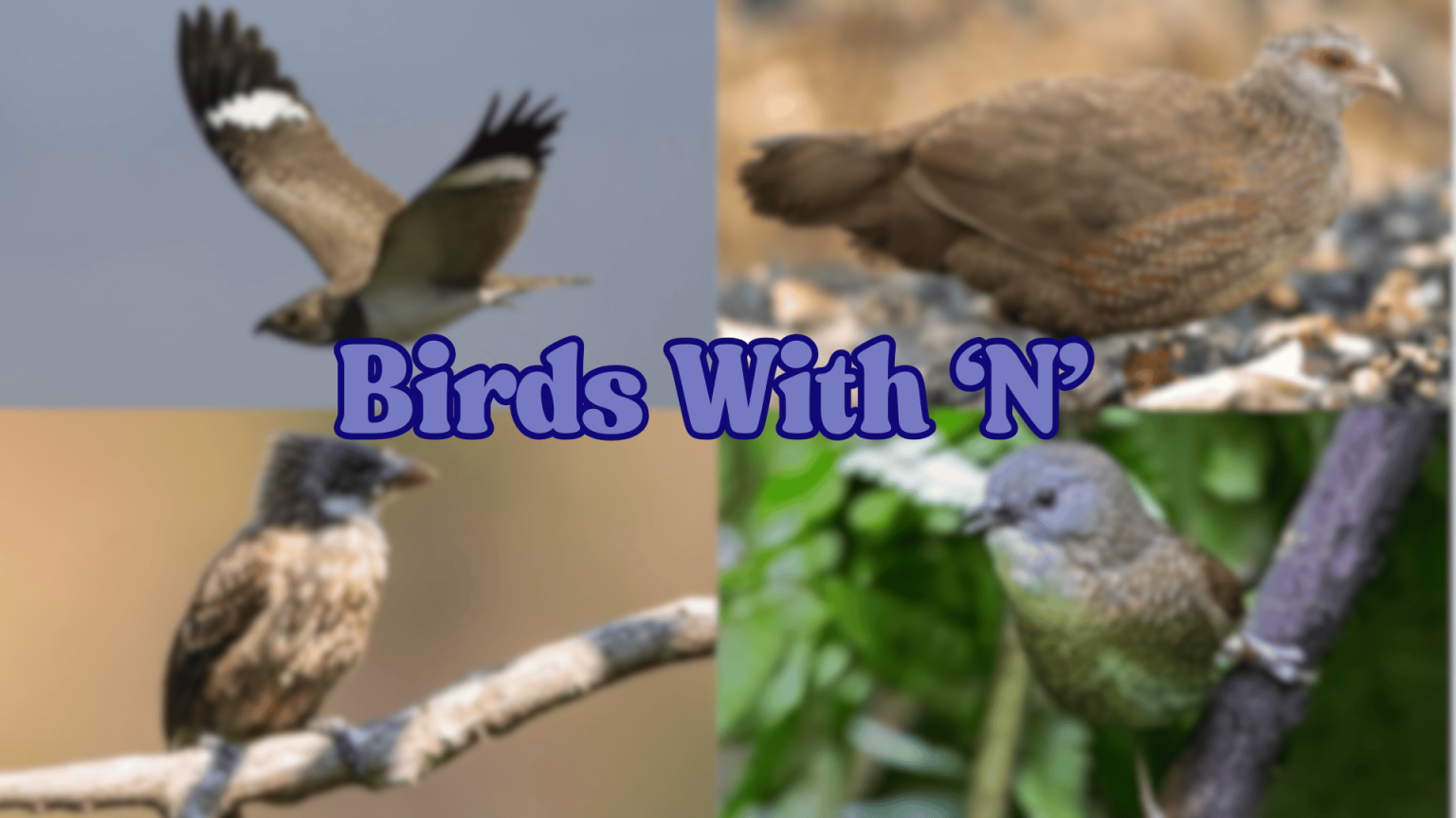 Birds that Start with The Letter 'N' - Mothers Always Right