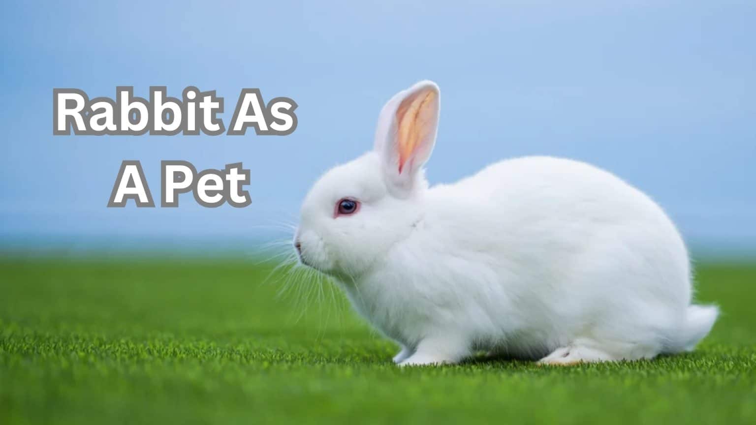 A Complete Guide to Having a Rabbit as a Pet - Mothers Always Right
