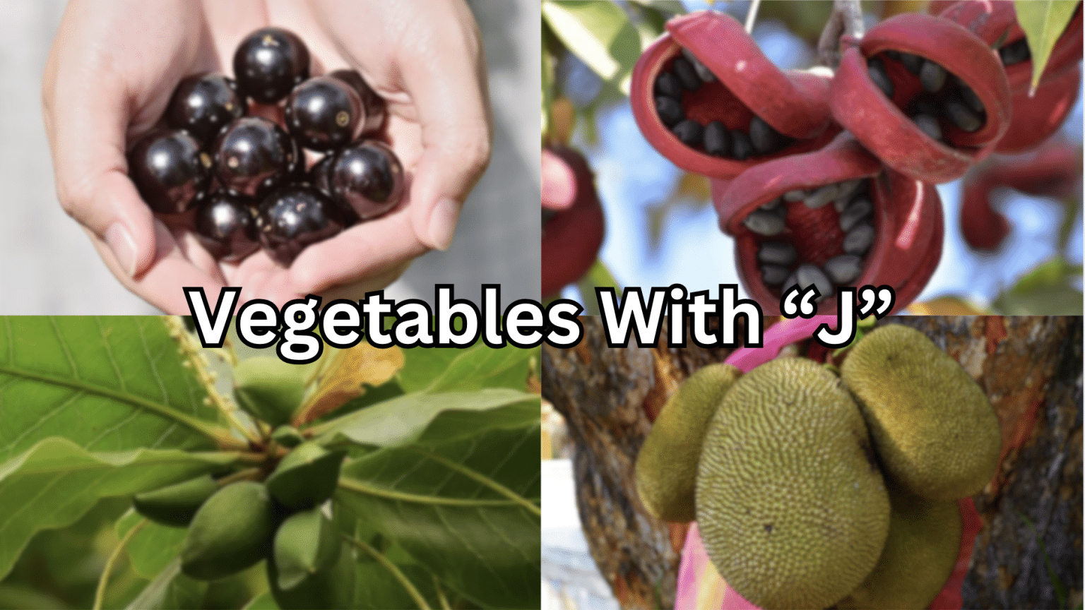 25 Vegetables Starting with The Letter "J" - Mothers Always Right