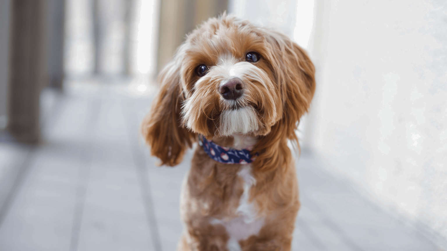 Female Dog Names That Mean Survivor or Rescued - Mothers Always Right