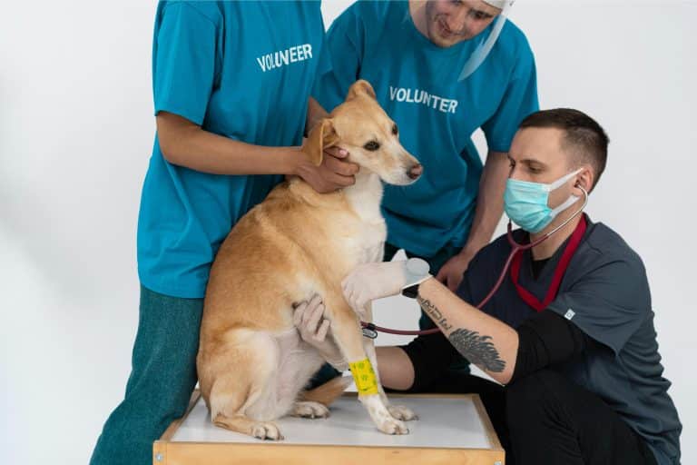 7 Things to Expect When Setting Up Medcovet Luma for the First Time ...